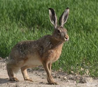 PORODICA ZEČEVI - DIVLJI ZEC - Lovac.ba